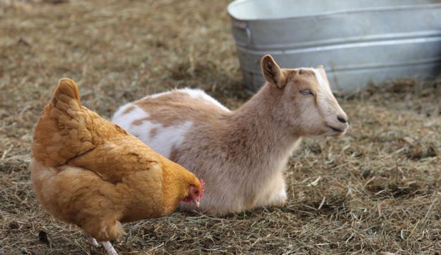 Pasture Goats & Chickens Together For A Dynamic Duo - Hobby Farms
