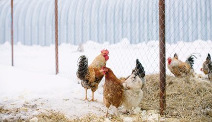 Protect Your Chicken Coop From Common Predators - Hobby Farms