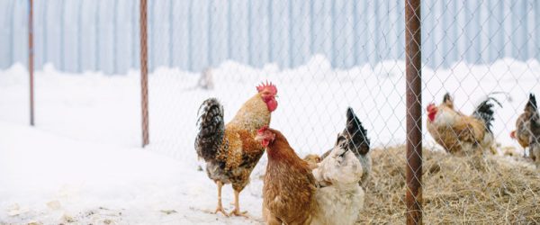 Protect Your Chicken Coop From Common Predators - Hobby Farms
