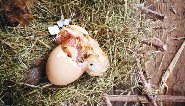 Do Chickens Have Belly Buttons? Chick Navel Health - Hobby Farms