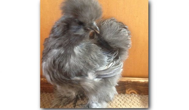 Understanding Blue-Black-Splash Coloration in Chickens - Hobby Farms