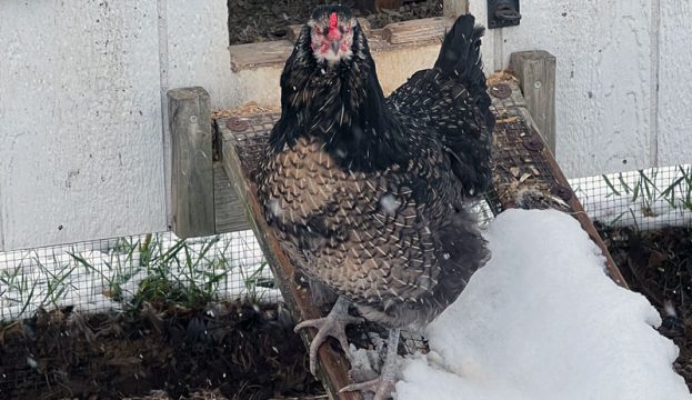 Ana Hotaling, Author at Hobby Farms