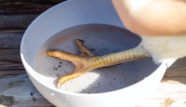 Bumblefoot: What It Is & How To Protect Your Chickens - Hobby Farms