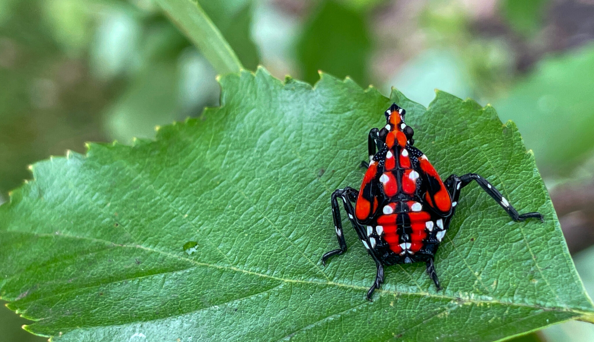 Spotted Lanternfly Control: Essential Tips for Hobby Farmers - Hobby Farms