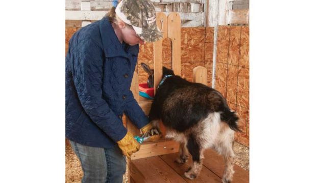 Learn How You Can Trim A Goat Hoof In Just 8 Steps