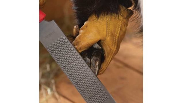 Goat Hoof Trim: How to Do It Safely in 8 Simple Steps
