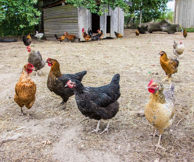 Stocking Density: What It Is & How it Affects Chickens - Hobby Farms