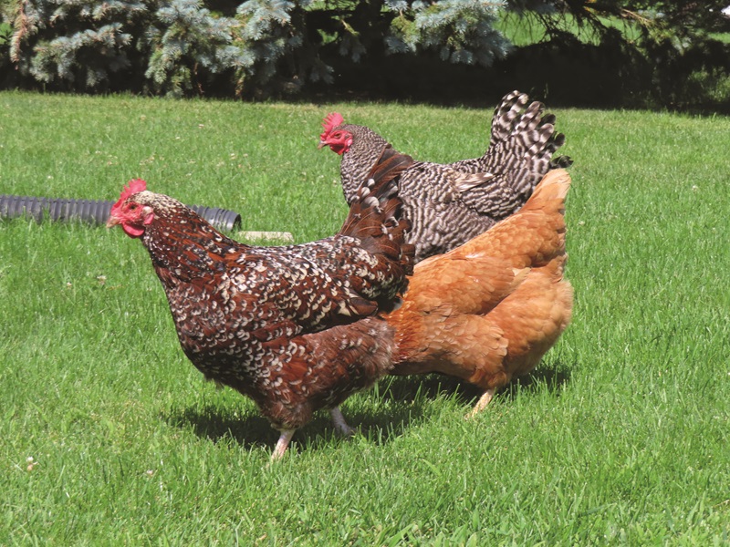 How to Add New Chickens to Your Flock - Hobby Farms
