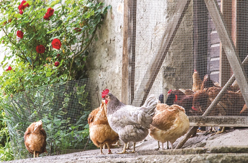 How to Add New Chickens to Your Flock - Hobby Farms