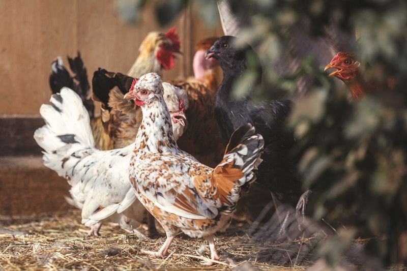 How to Add New Chickens to Your Flock - Hobby Farms