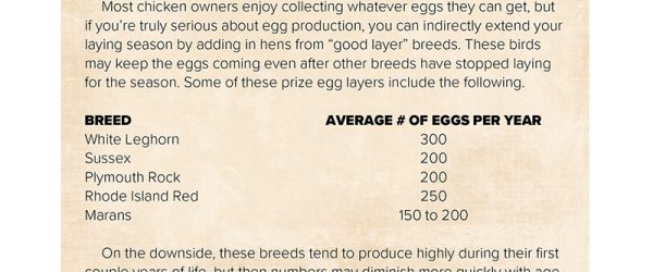 You Can Extend Your Hens' Laying Season—Here's How - Hobby Farms