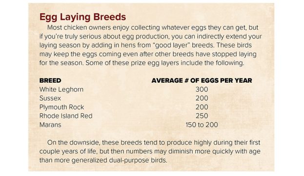 You Can Extend Your Hens' Laying Season—Here's How - Hobby Farms