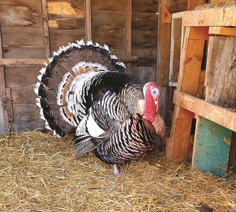 Raising Turkeys: What You Need to Know - Hobby Farms