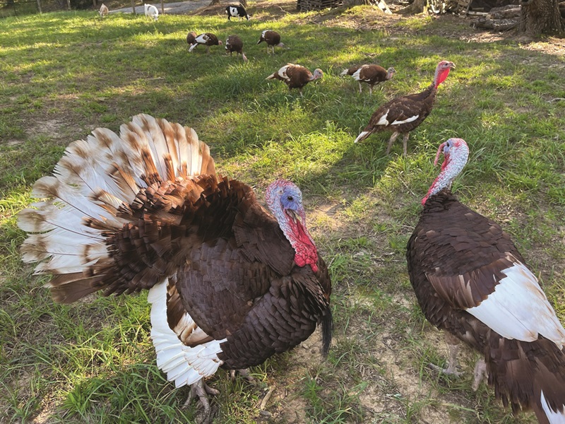 Raising Turkeys: What You Need to Know - Hobby Farms