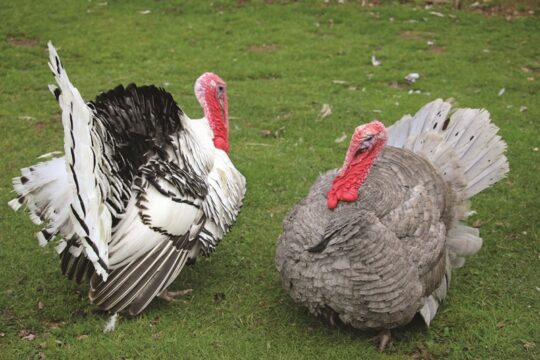 Raising Turkeys: What You Need to Know - Hobby Farms