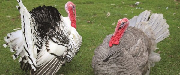 Raising Turkeys: What You Need to Know - Hobby Farms