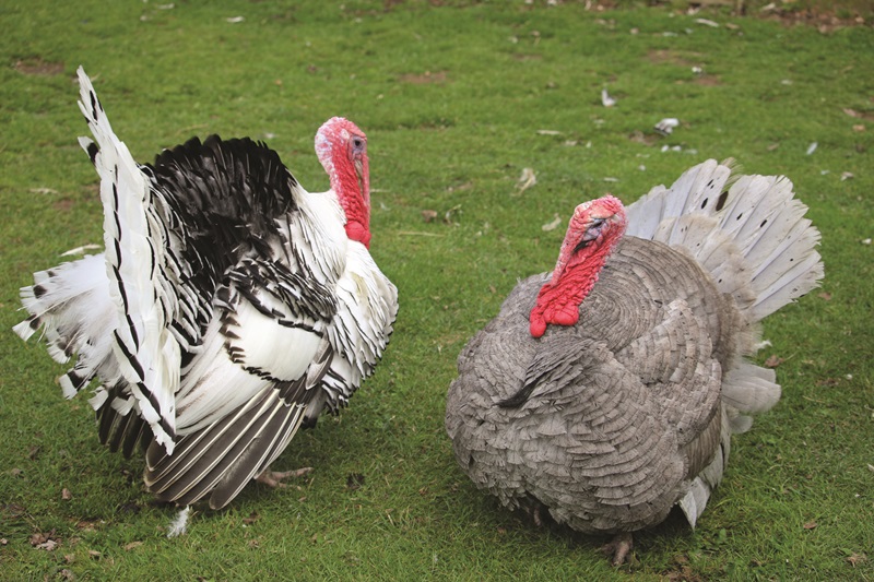 Raising Turkeys: What You Need to Know - Hobby Farms