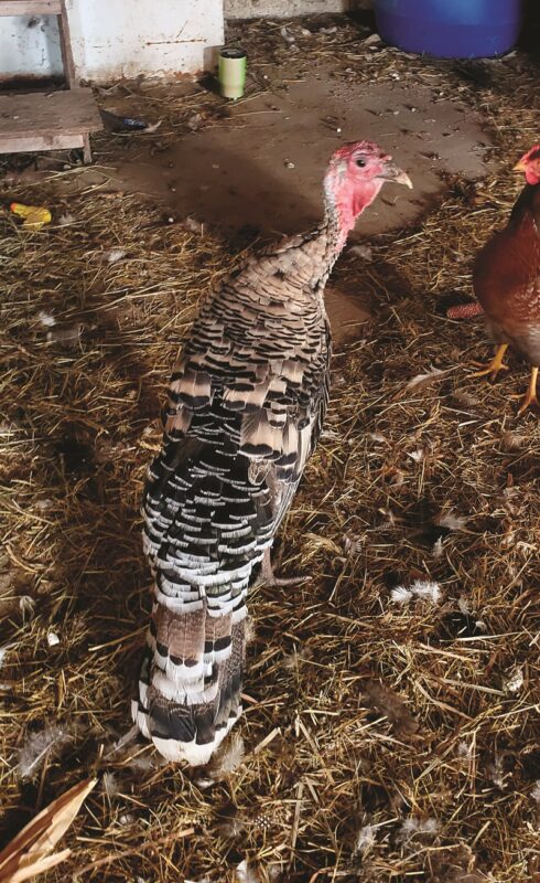 Raising Turkeys: What You Need to Know - Hobby Farms