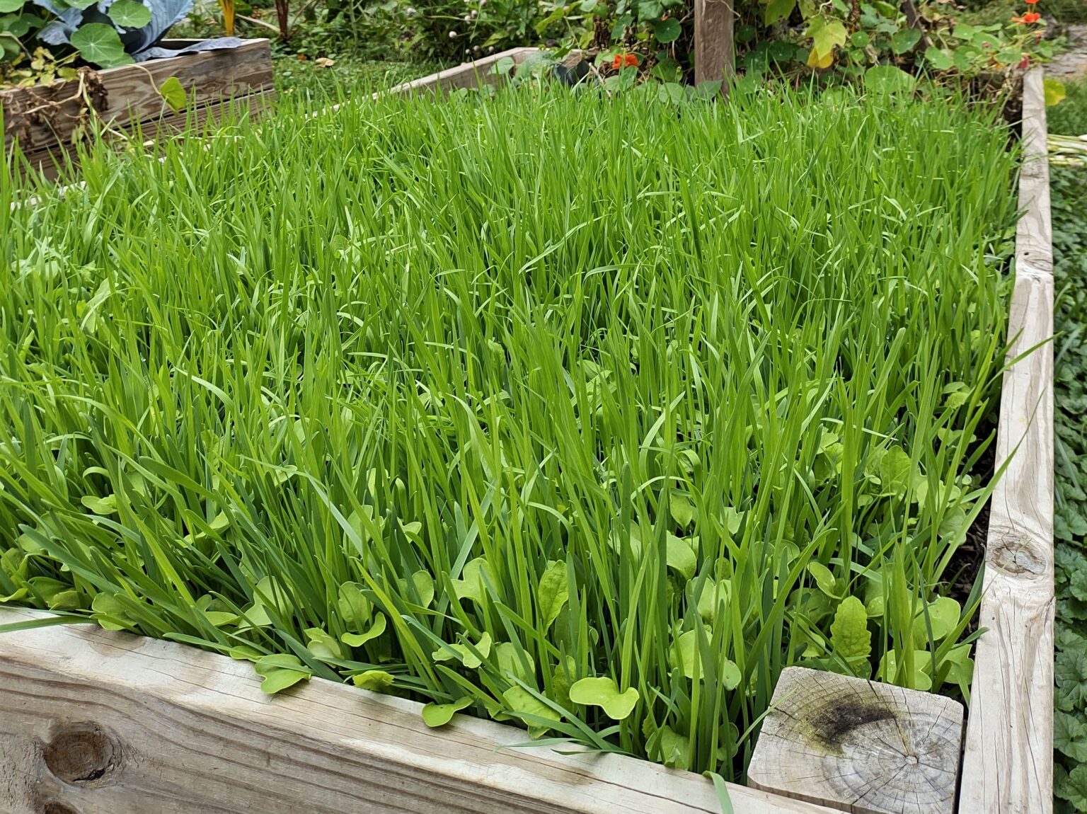 Trap Crops: Natural Methods to Build a Healthy Garden - Hobby Farms