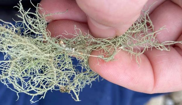 Harvest Usnea Lichen For Natural Immune Support - Hobby Farms