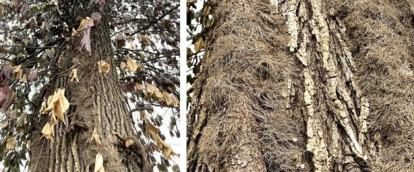 Rid Your Trees of Poison Ivy, Other Choking Vines - Hobby Farms