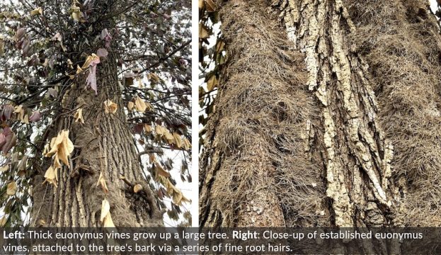 Rid Your Trees of Poison Ivy, Other Choking Vines - Hobby Farms