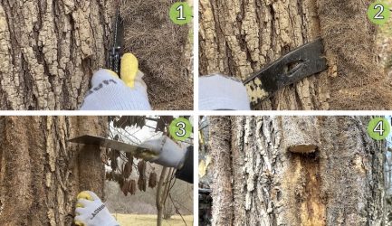 Rid Your Trees of Poison Ivy, Other Choking Vines - Hobby Farms