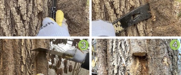 Rid Your Trees of Poison Ivy, Other Choking Vines - Hobby Farms