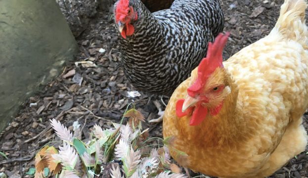 Can Chickens Talk? Yes, & They Have Lots To Say - Hobby Farms