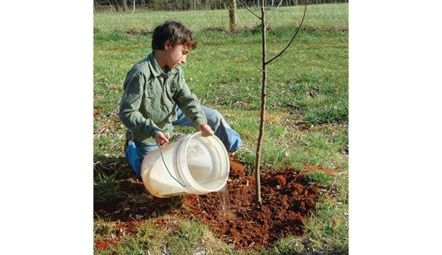 Tree Planting & Care (From "Apples of North America") - Hobby Farms