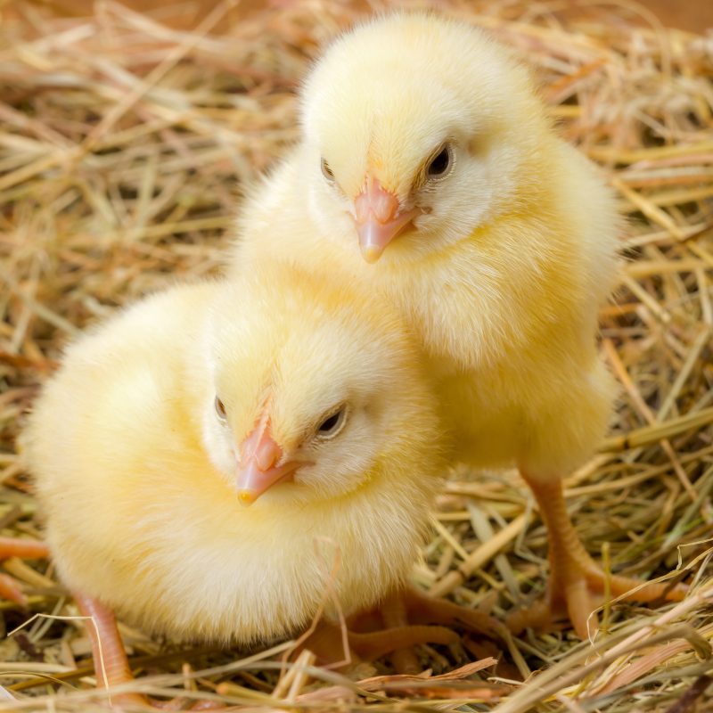 Chick Care: 8 Tips to Prepare for Baby Chickens - Hobby Farms