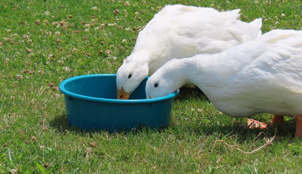 Aspergillosis In Ducks: How to Prevent & Treat - Hobby Farms