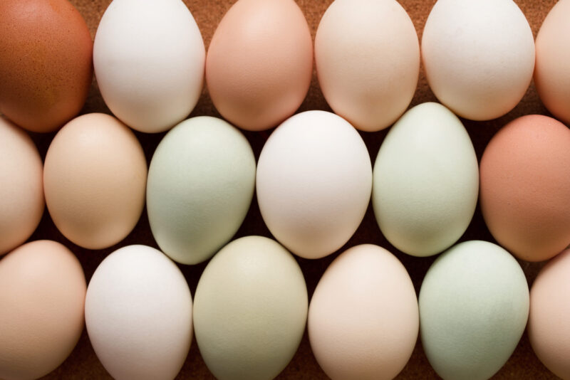 What Chickens Lay Pink Eggs: 7 Breeds to Consider - Hobby Farms