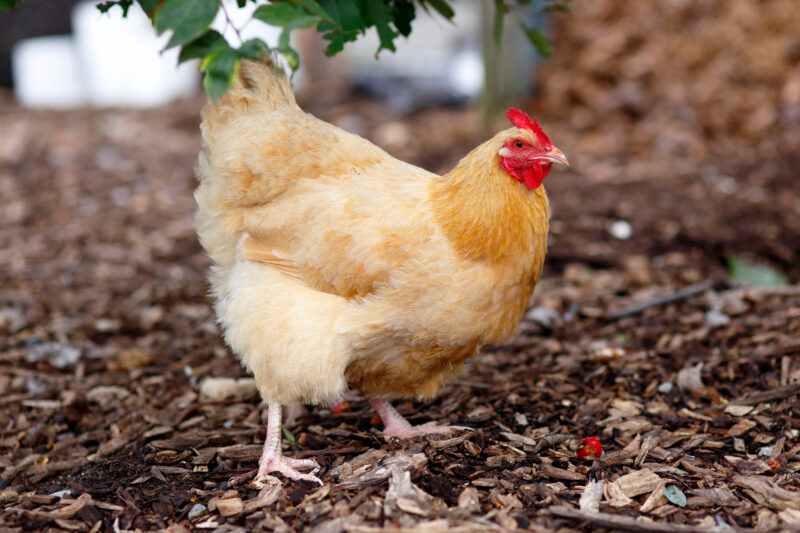 What Chickens Lay Pink Eggs: 7 Breeds to Consider - Hobby Farms