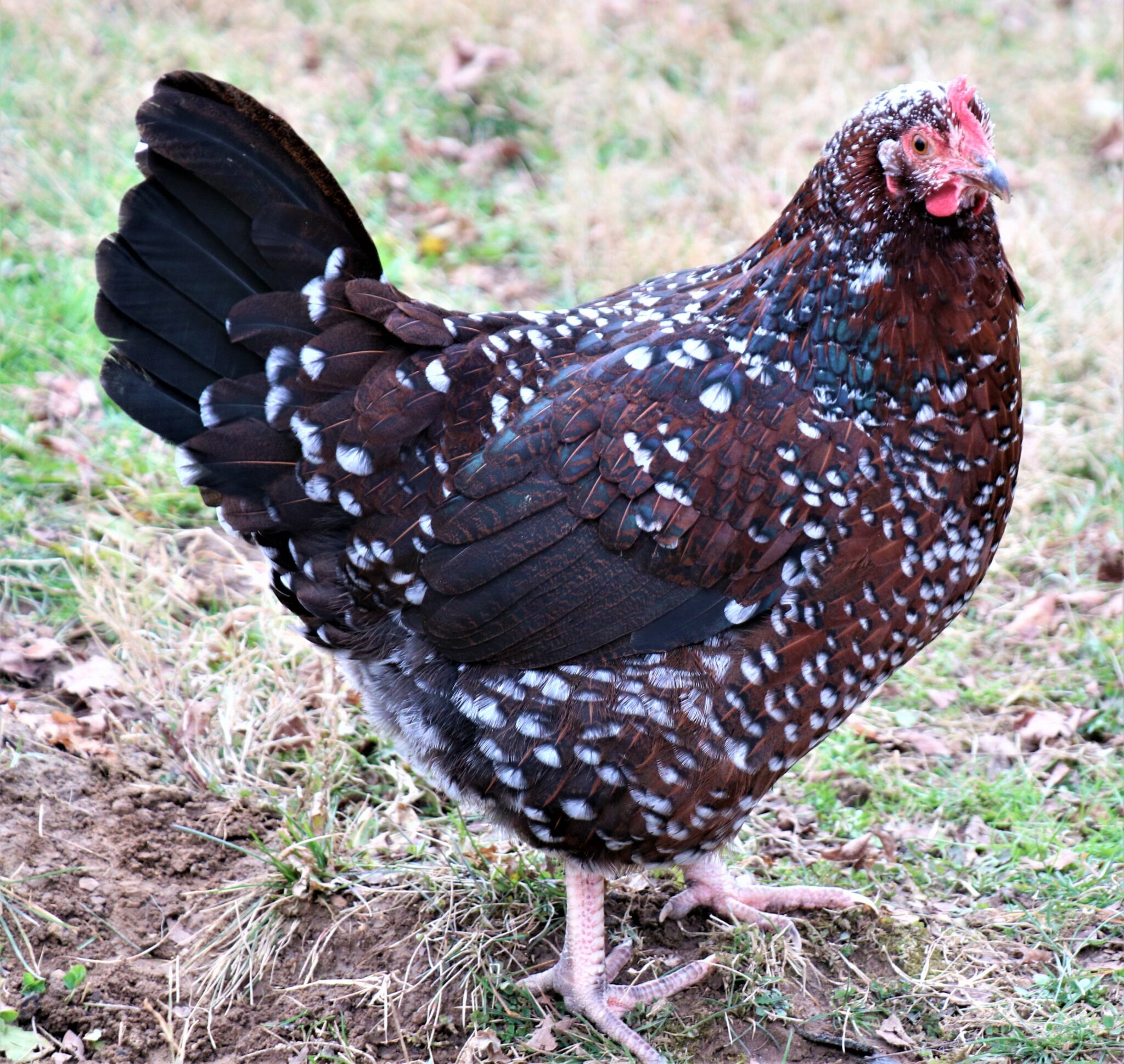 What Chickens Lay Pink Eggs: 7 Breeds to Consider - Hobby Farms