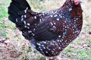 What Chickens Lay Pink Eggs: 7 Breeds to Consider - Hobby Farms