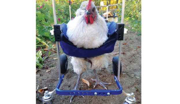 Chicken General Store: Chic(k) Poultry Products - Hobby Farms