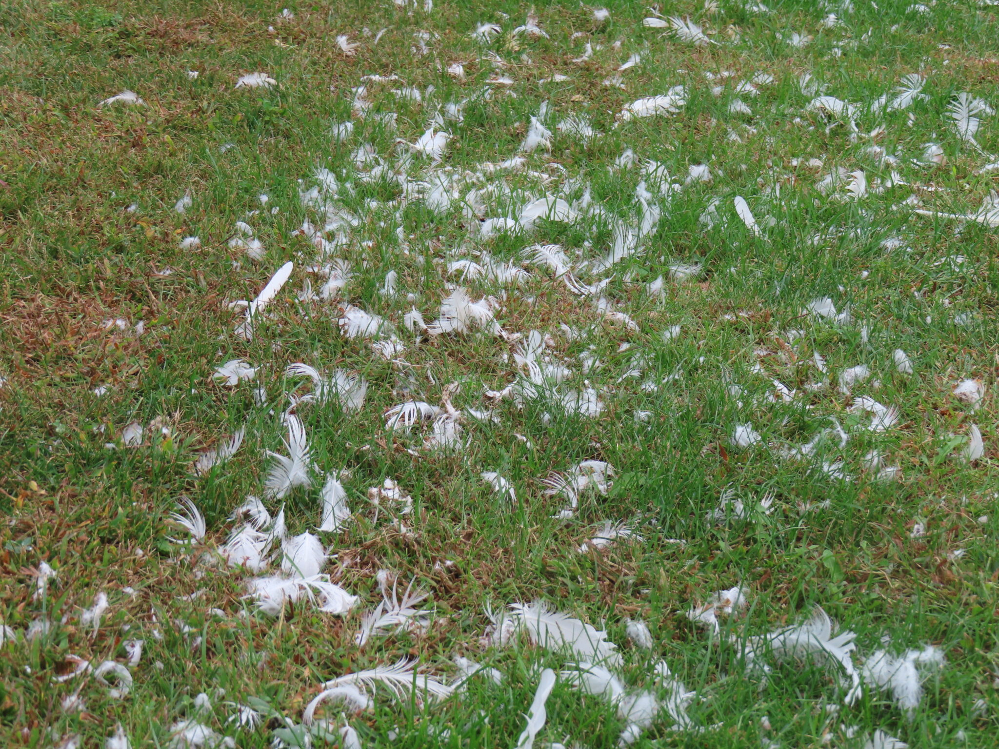 When Do Ducks Molt? Plus, Proper Nutrition During Molting - Hobby Farms