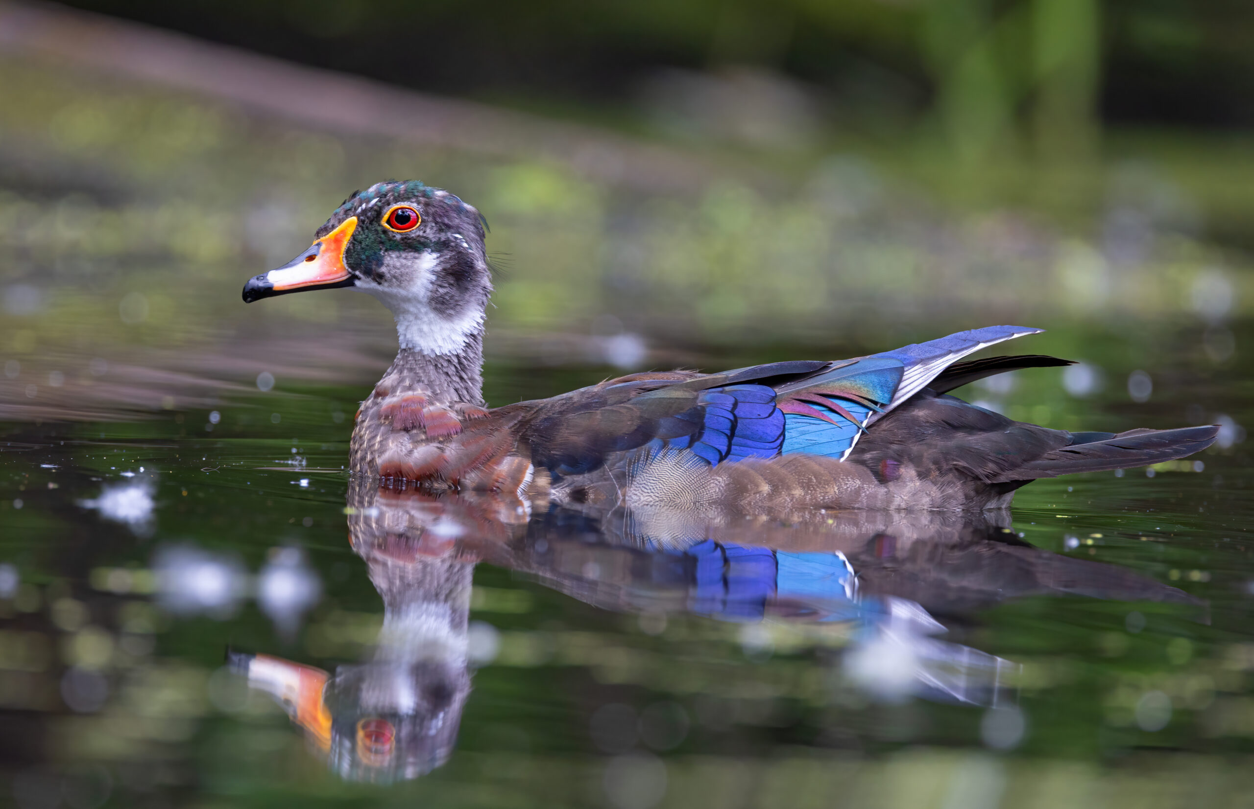 When Do Ducks Molt? Plus, Proper Nutrition During Molting - Hobby Farms