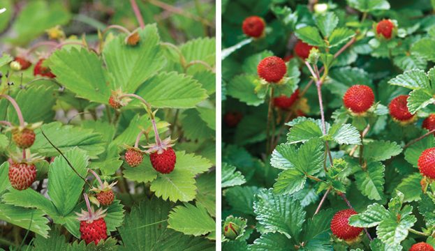 Forage Wild Strawberries For A Springtime Treat! - Hobby Farms