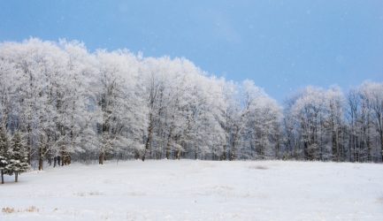 How To Use Trees For A Windbreak On The Farm - Hobby Farms