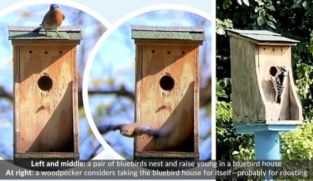 Make A Downy Woodpecker House On The Cheap - Hobby Farms