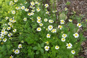 German and Roman Chamomile Differences - Hobby Farms