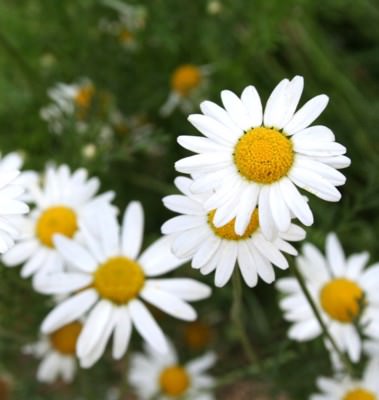 German and Roman Chamomile Differences - Hobby Farms