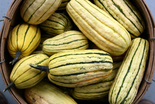 7 Crops Impossible (Or Pretty Darn Difficult) To Kill - Hobby Farms