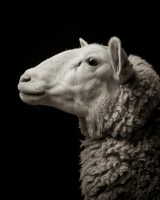 Portraits Capture Sheep & Goat Personalities - Hobby Farms