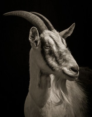 Portraits Capture Sheep & Goat Personalities - Hobby Farms