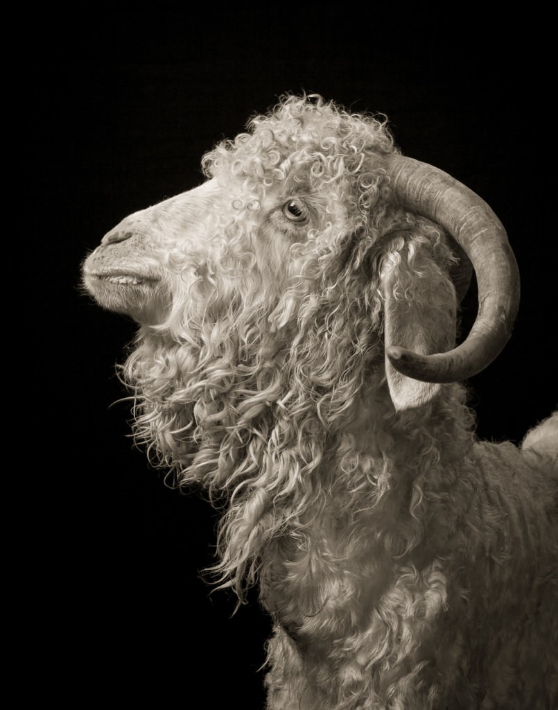Portraits Capture Sheep & Goat Personalities - Hobby Farms