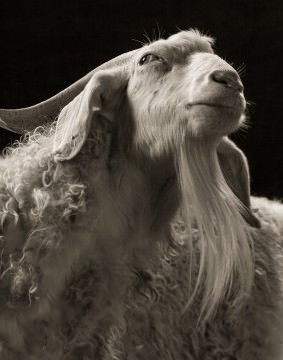 Portraits Capture Sheep & Goat Personalities - Hobby Farms