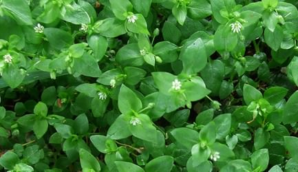 7 Edible Spring Weeds - Hobby Farms